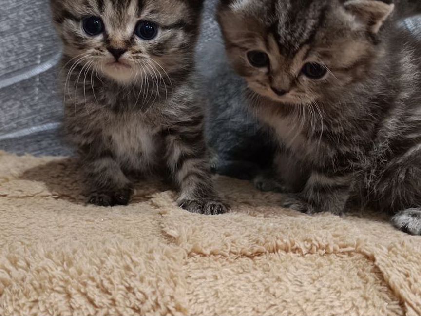 Котята Британцы