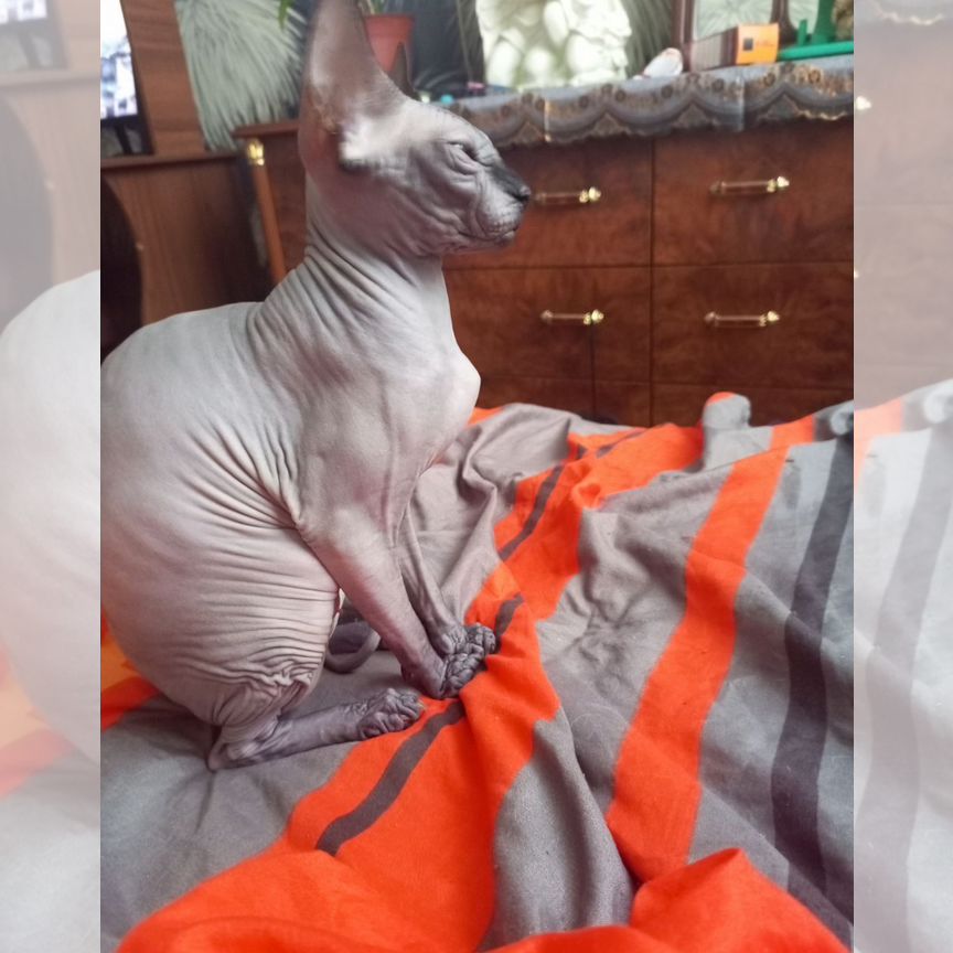 Канадский сфинкс, взрослая кошка