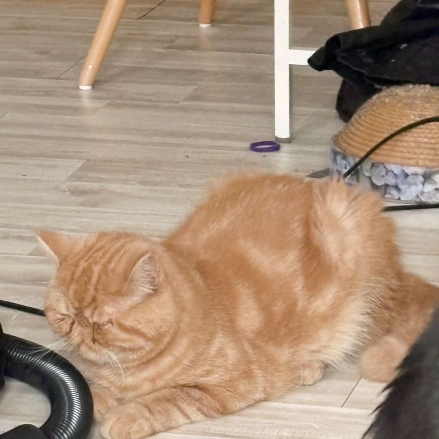 Коты породы экзот