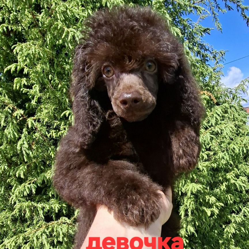 Пудель, щенок