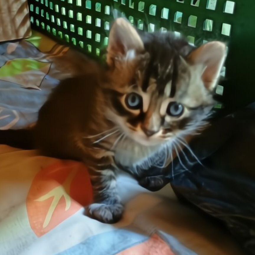 Котёнок в добрые руки