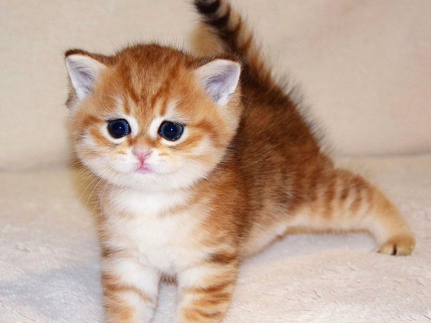 Золотые шиншиллы от Чемпиона