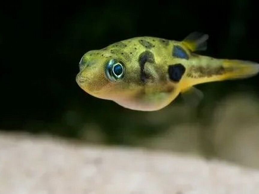 Тетрадон карликовый