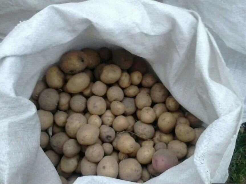 Фуражный картофель
