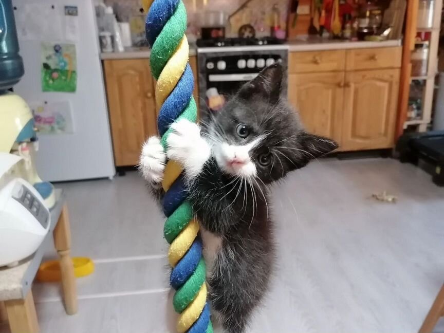 Котик помесь мейнкуна