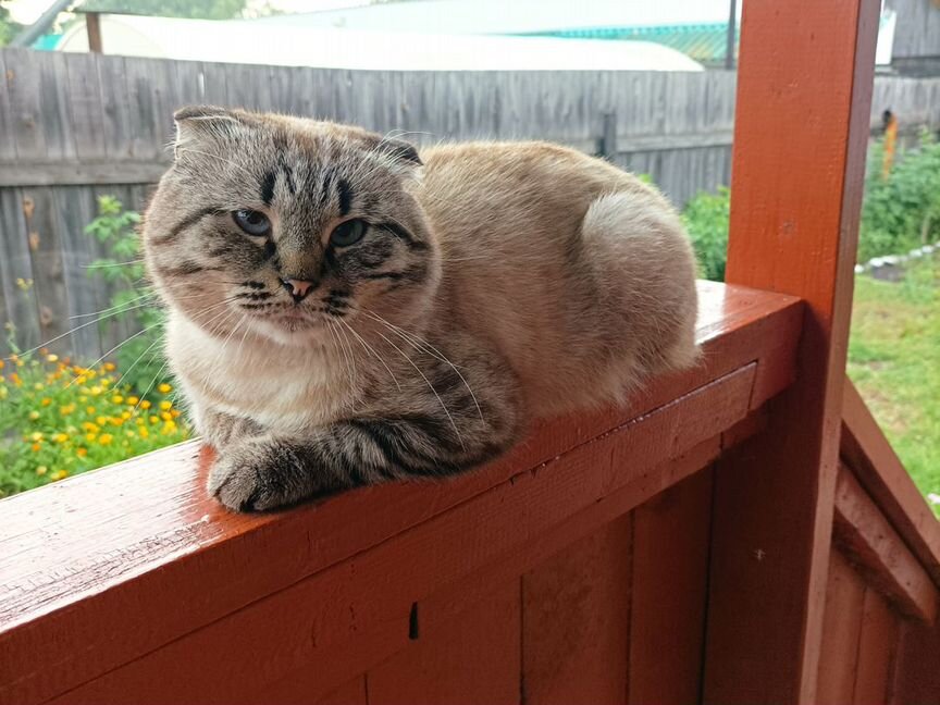 Шотландская вислоухая кошка