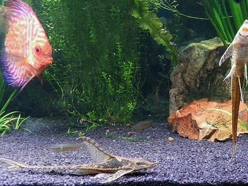 Стурисома панамская – тонкохвостый кольчужный сом