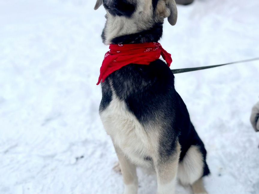 Щенок Буба ищет дом