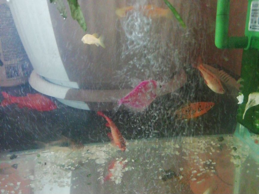 Аквариумные рыбки, водоросли