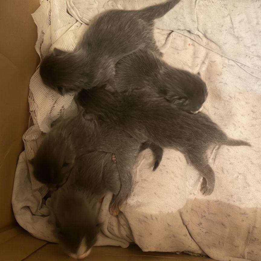 Британский короткошёрстный котёнок