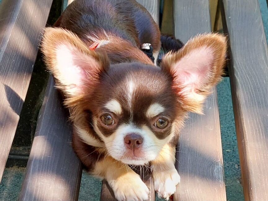 Девочка чихуа 11 месяцев РКФ