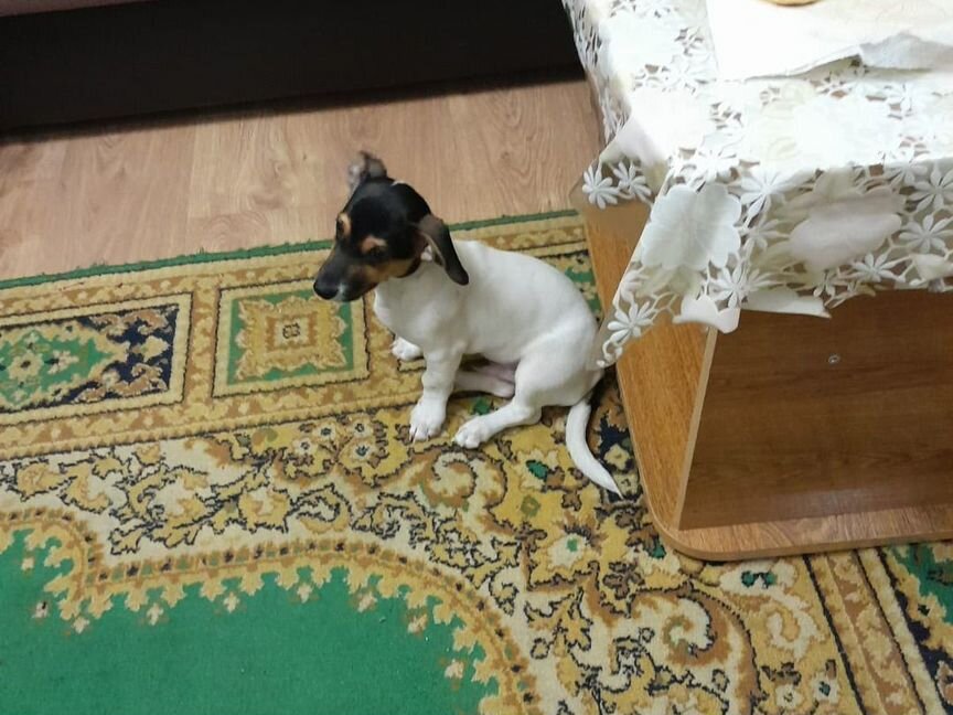 Собака в добрые руки щенок