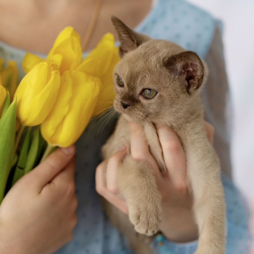 Бурманские котята