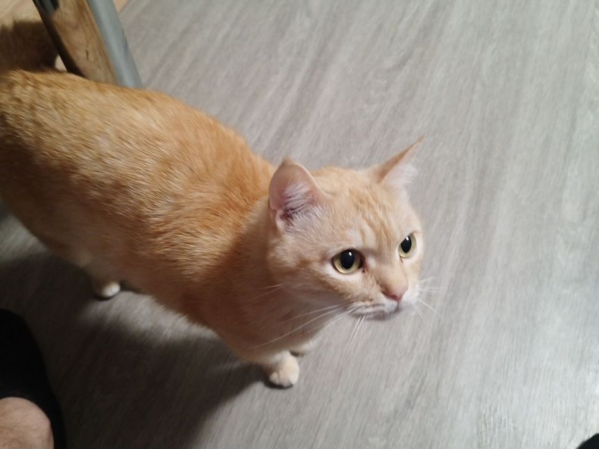 Кот Булка