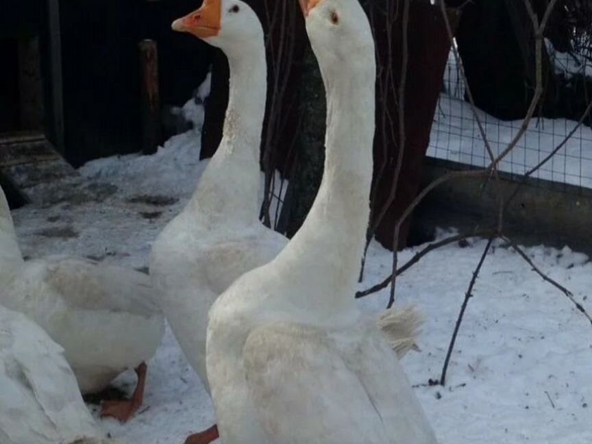Гуси