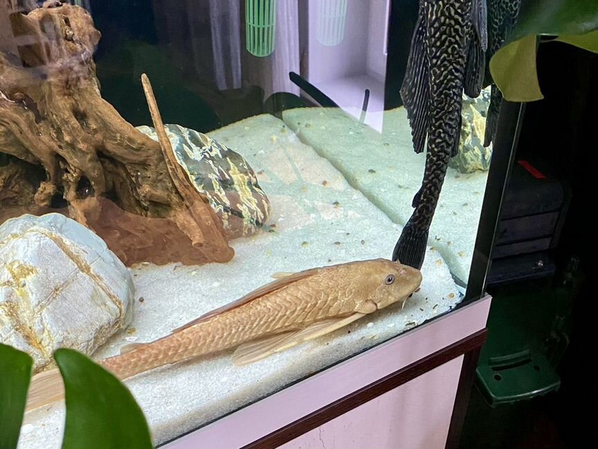 Плекостомус сом аквариумный