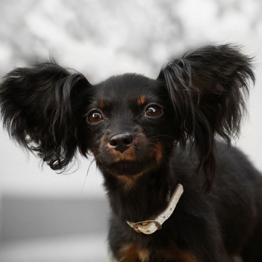 Пончик - мальчик из хорошей семьи