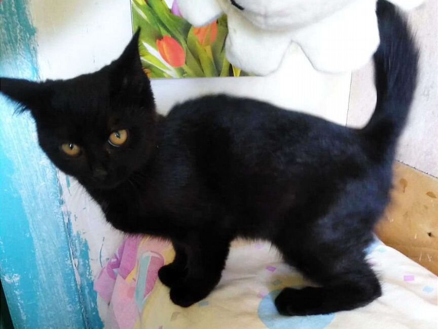 Ласковый котенок Максик в добрые руки