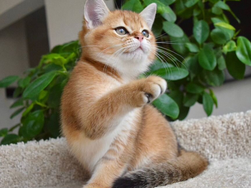 Шотландские котята