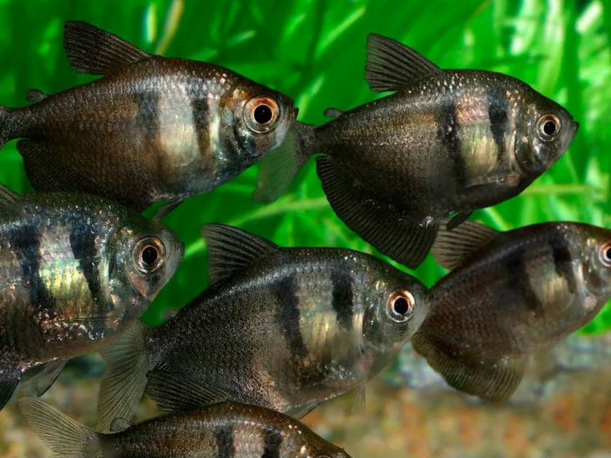 Тернеция черная, растения и рыбки аквариумные