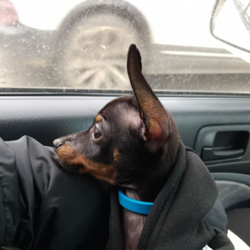 Русский той-терьер, взрослый пёс