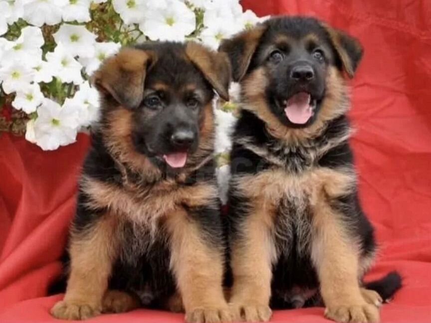 Немецкая овчарка щенки
