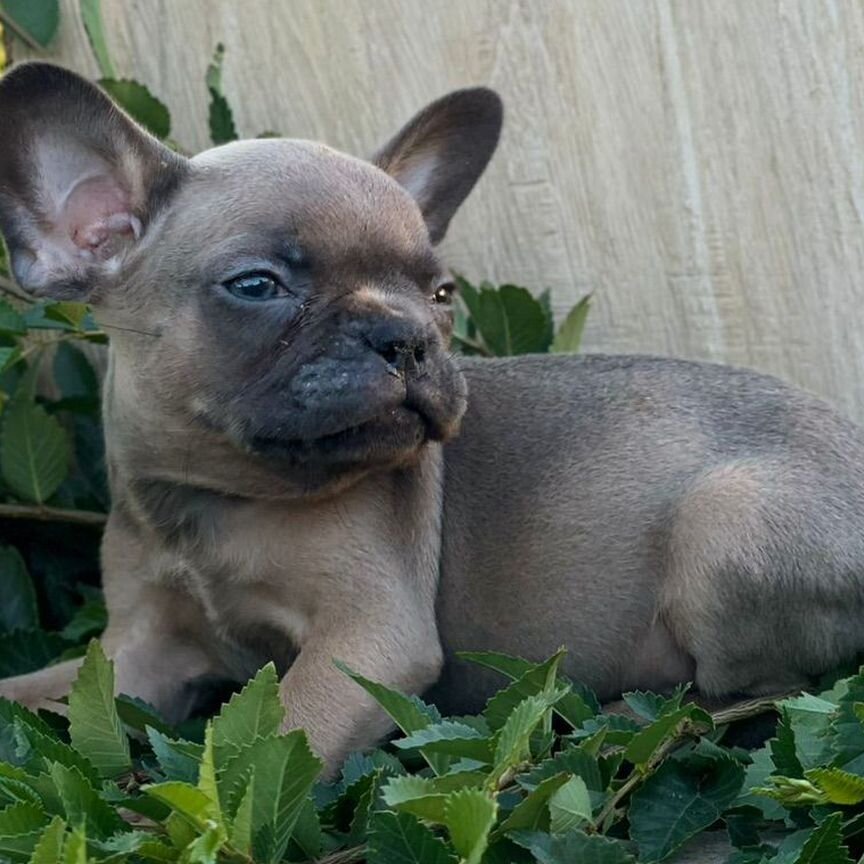 Французские булочки