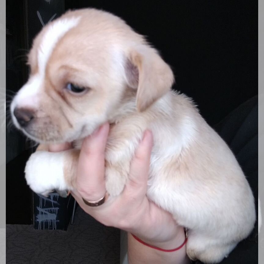 Чихотоечка