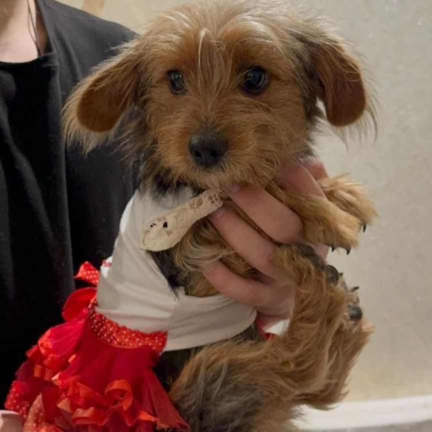 Йоркширский терьер, щенок