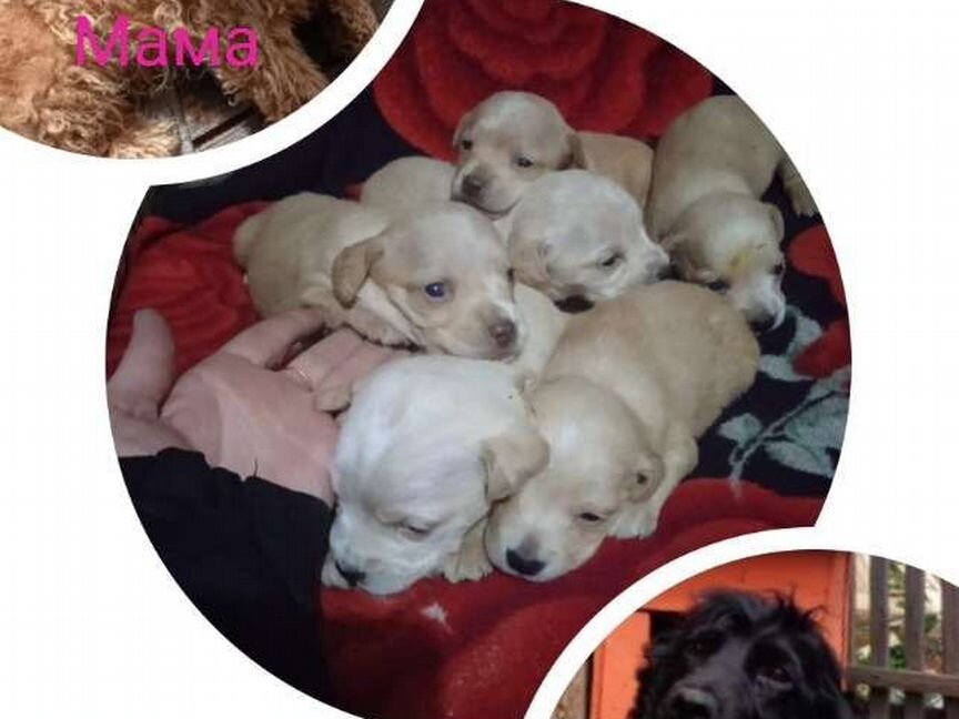 Щенки спаниеля