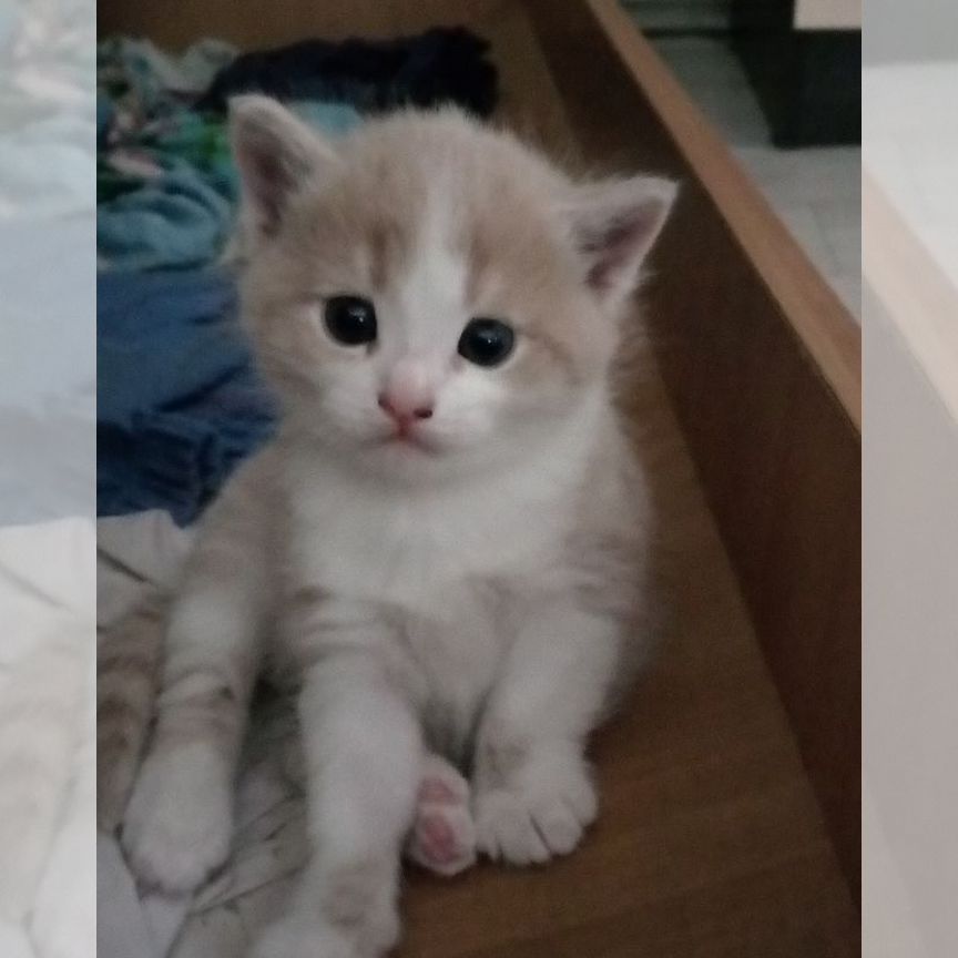 Котёнок в добрые руки