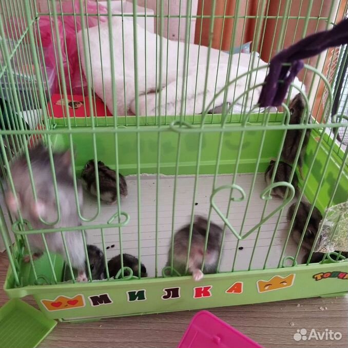 Джунгарский хомяк