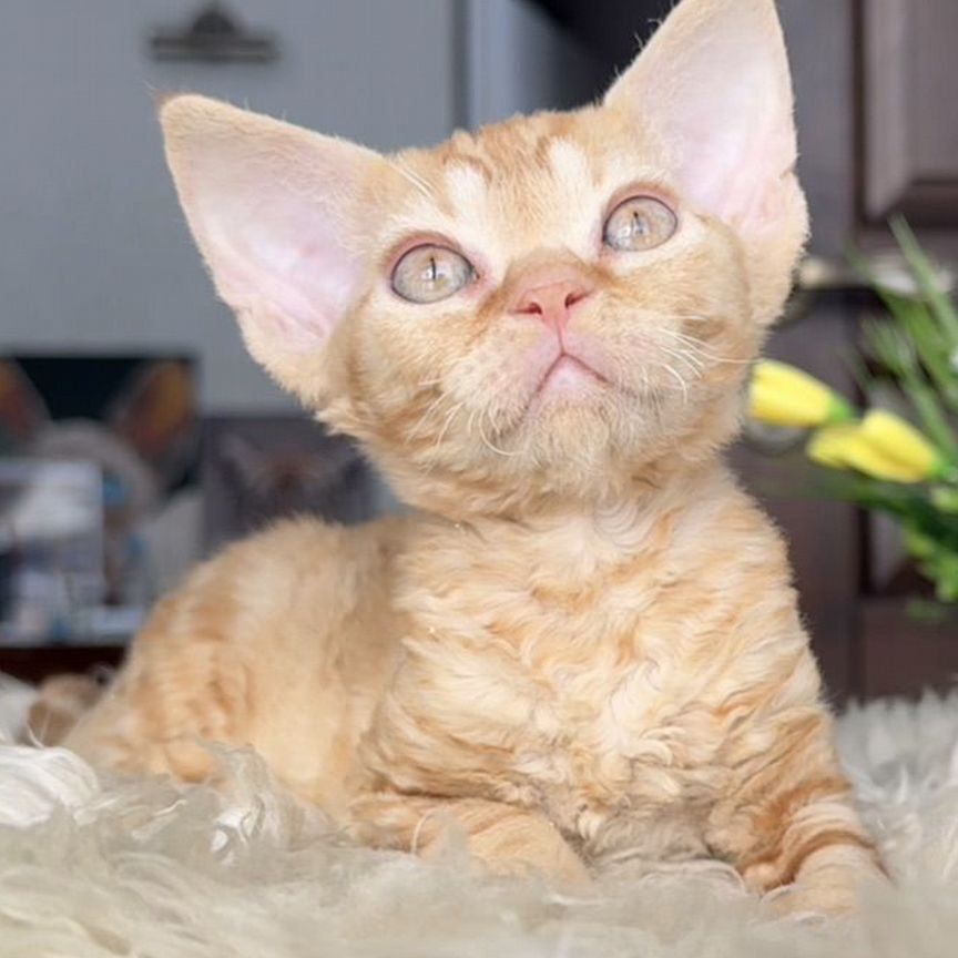 Девон-рекс котёнок