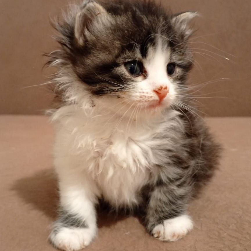 Шотландская помесь котята