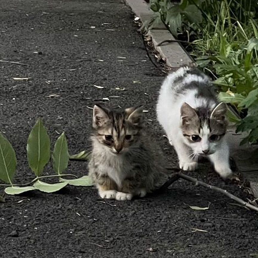 Котята в добрые руки