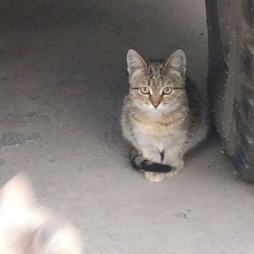 Красивая уличная кошечка