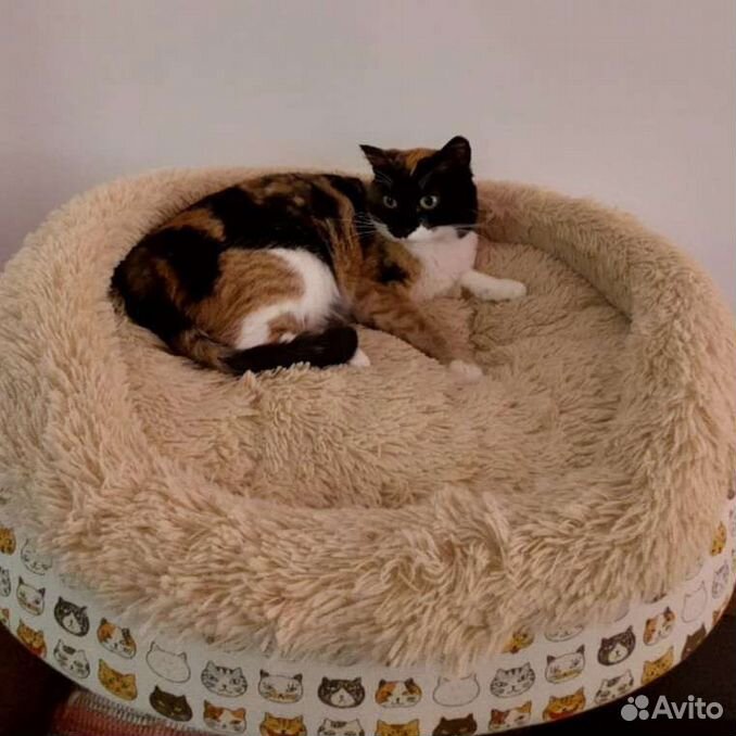 Кошечка Тора ищет дом и любимых людей