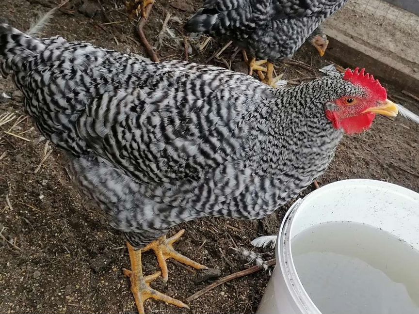 Петухи породы Плимутрок полосатый 6 месяцев