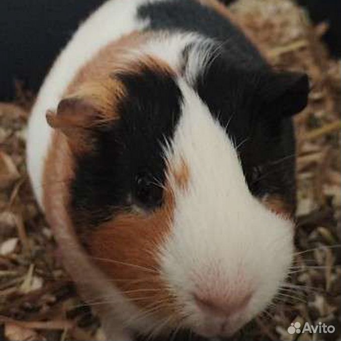 Морская свинка самец