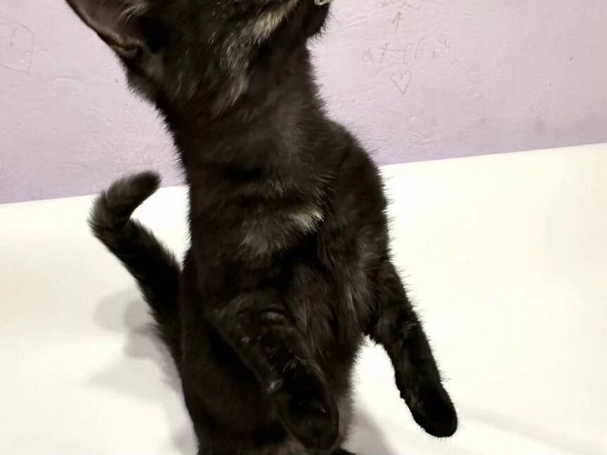 Котенок черный дым