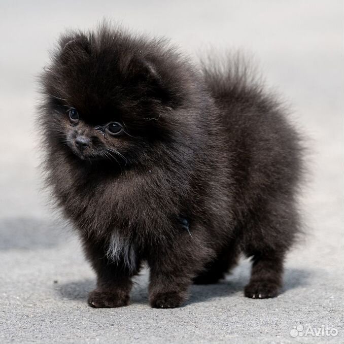 Микро шпиц чёрная девочка