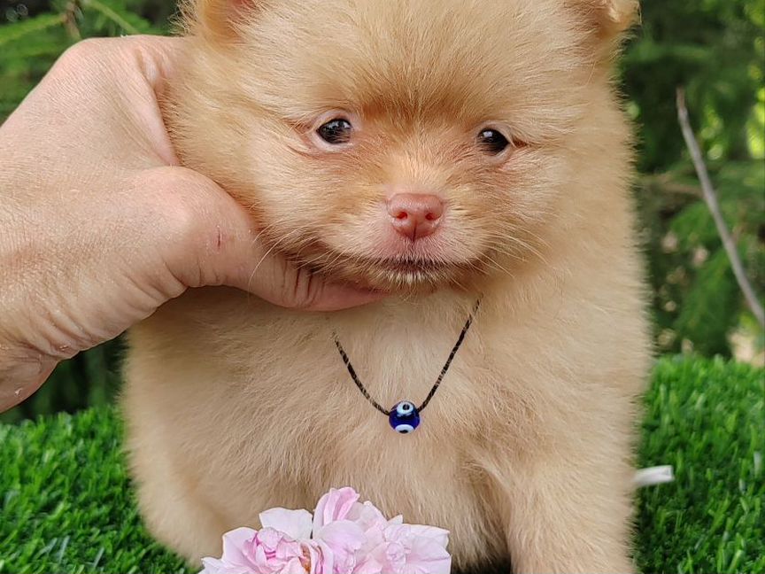 Померанский шпиц