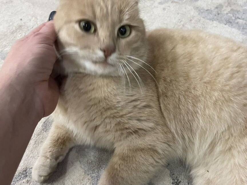 Найдена кошка