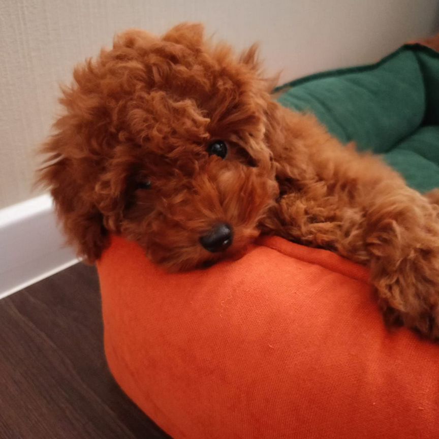 Той-пудель девочка