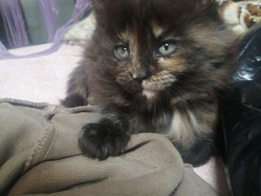 Милые кошечки