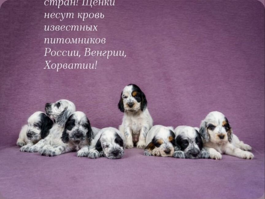 Собаки