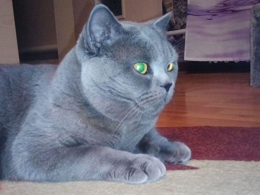 Британский кот для вязки