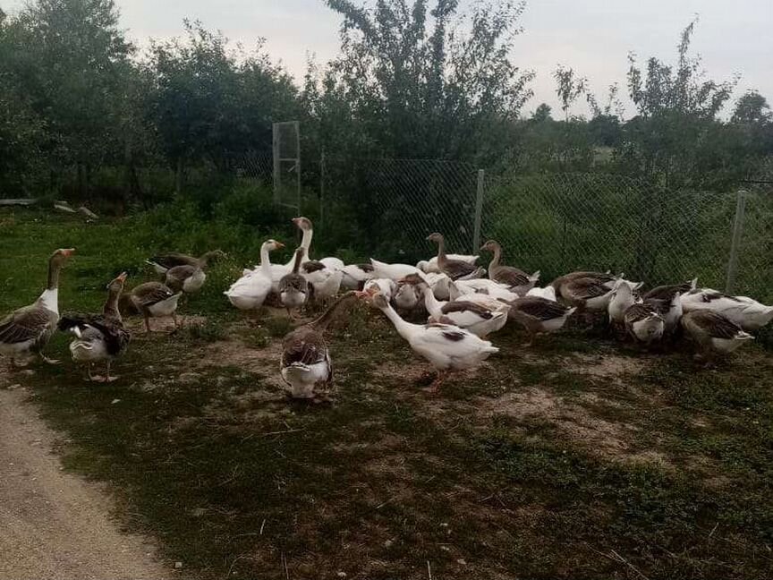 Гусь