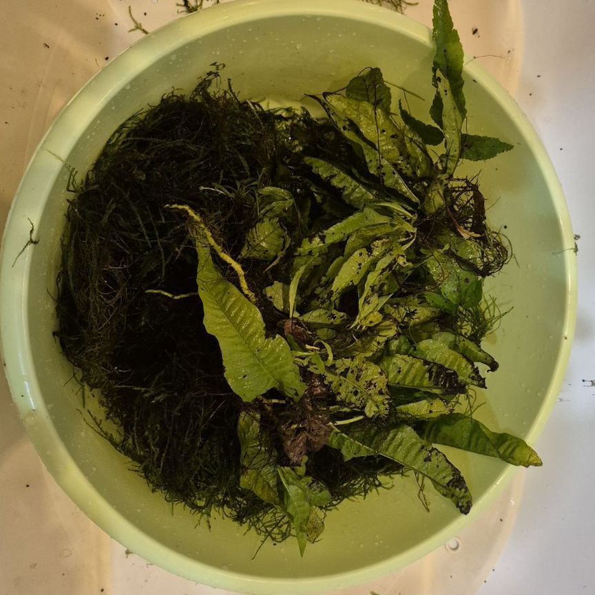 Прополка растений