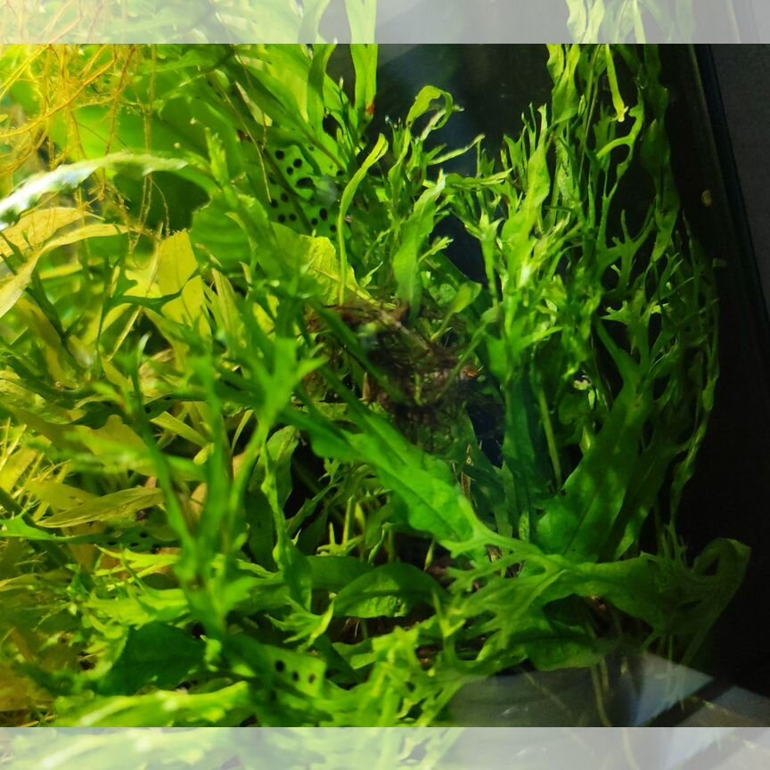 Пельвикахромис пульхера